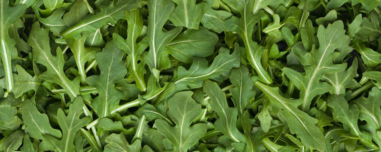 Tender Leaf | Taylor Farms Foodservice